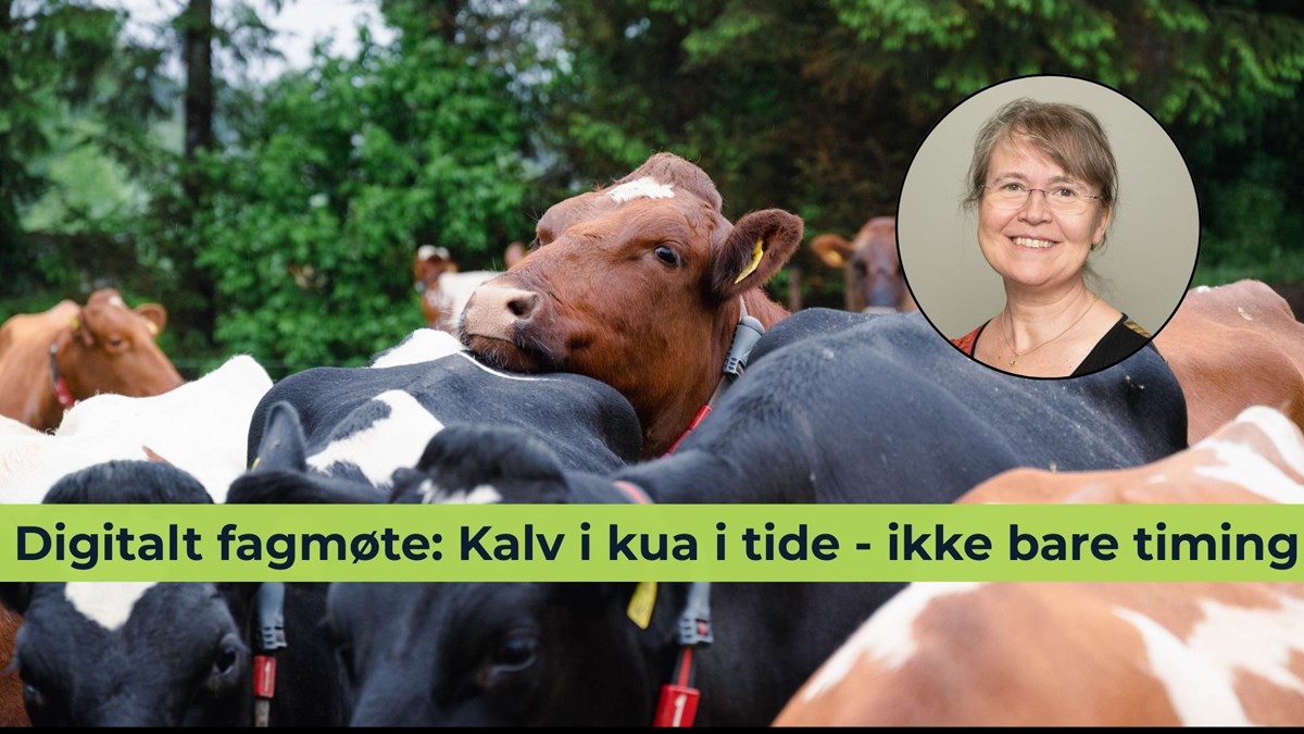 Fagmøte: Kalv i kua i tide - ikke bare timing | Geno