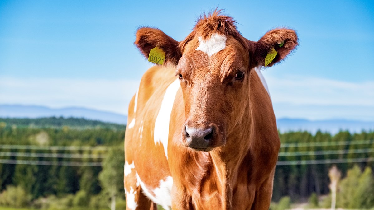 Årsmøte Geno SA 2023 | Geno