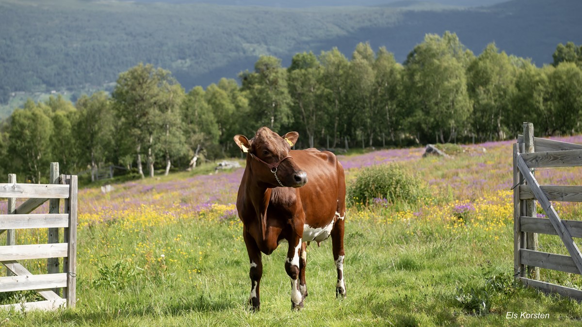 E-post til nye medlemmer i Geno SA | Geno