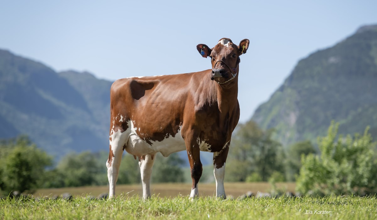 Verdien av NRF | Geno