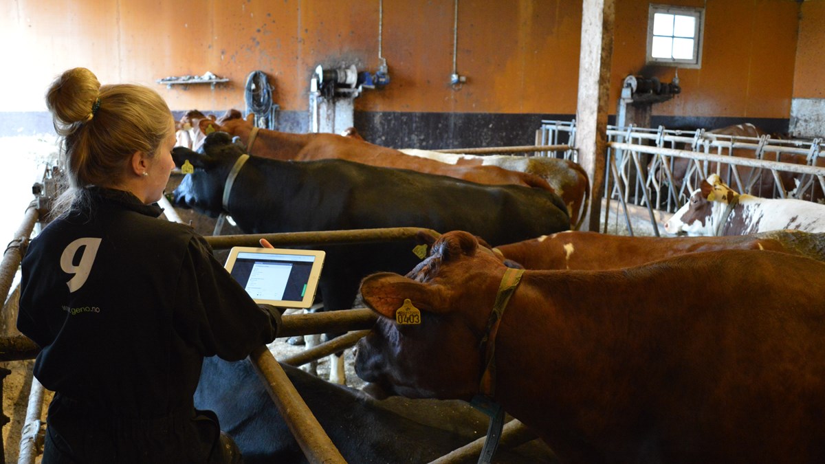 Nye kurs i Geno avlsplan i høst | Geno