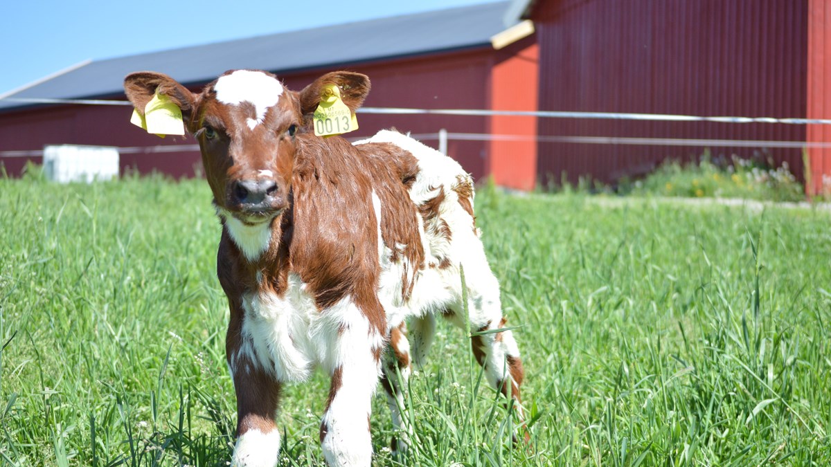 Enklere GS-testing: Ta ut øreprøve når du merker kalven! | Geno