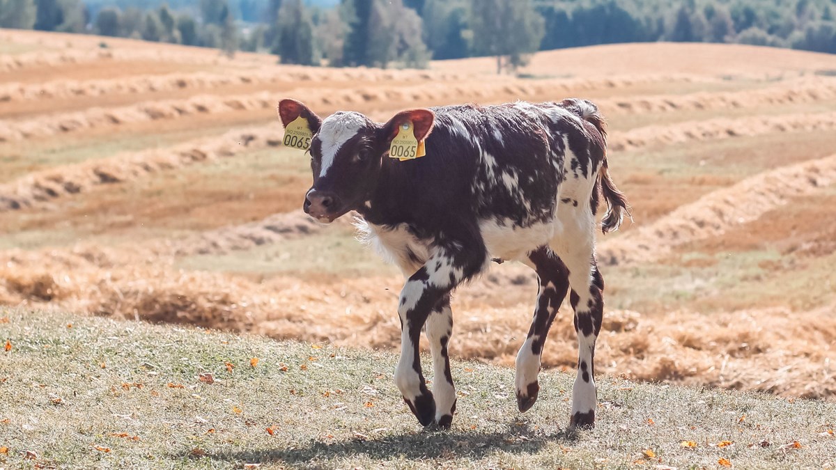 Enklere GS-testing: Ta ut øreprøve når du merker kalven! | Geno