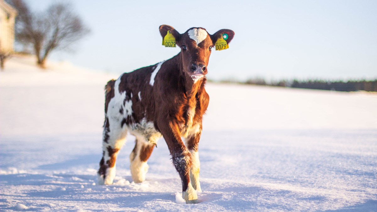 Bestillingsløsning for genotyping er flyttet til Geno avlsplan | Geno