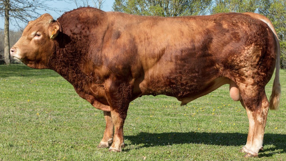 Embryo av limousin | Geno